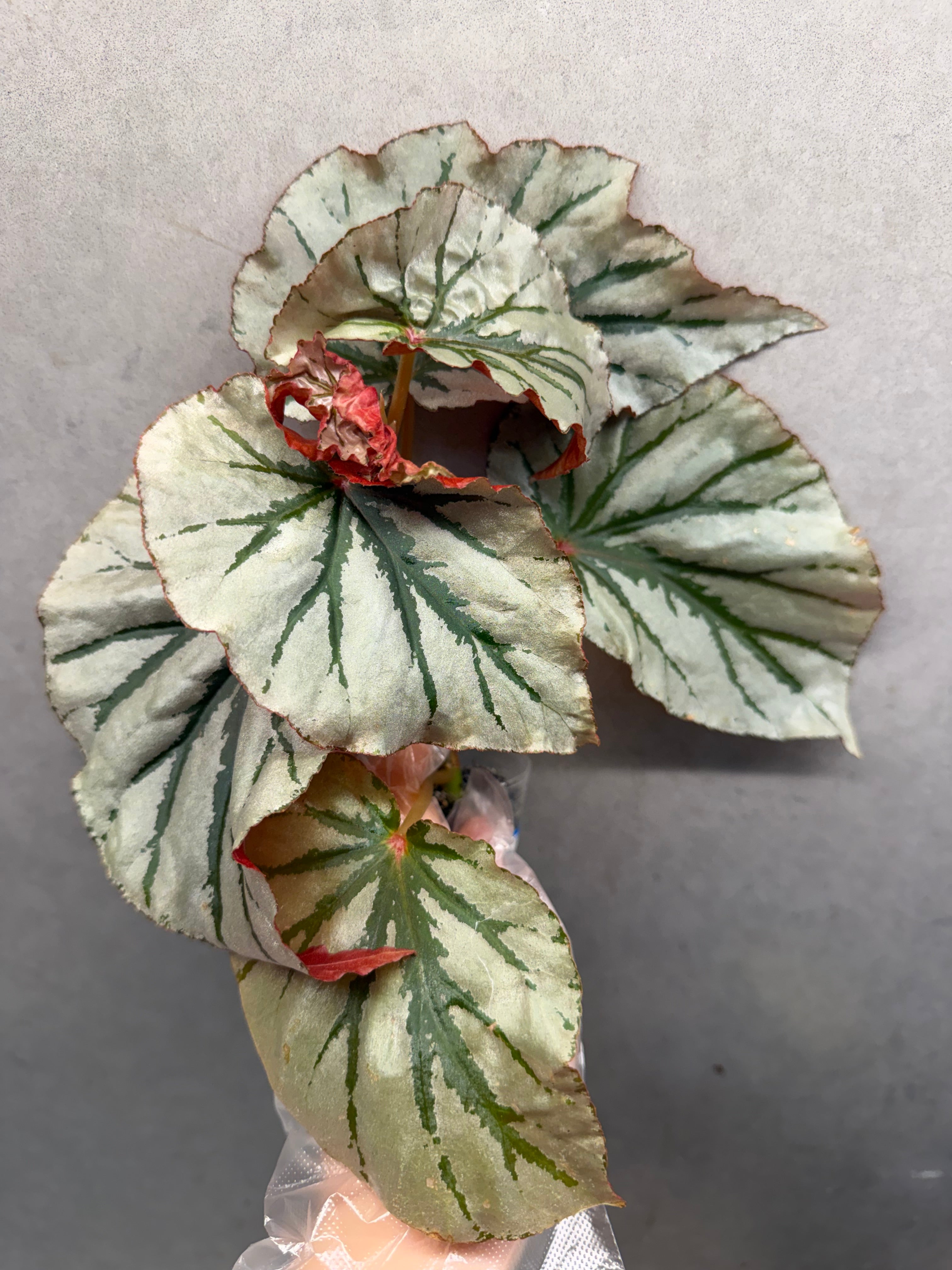 Begonia looking glass – Toronto Rare Plants