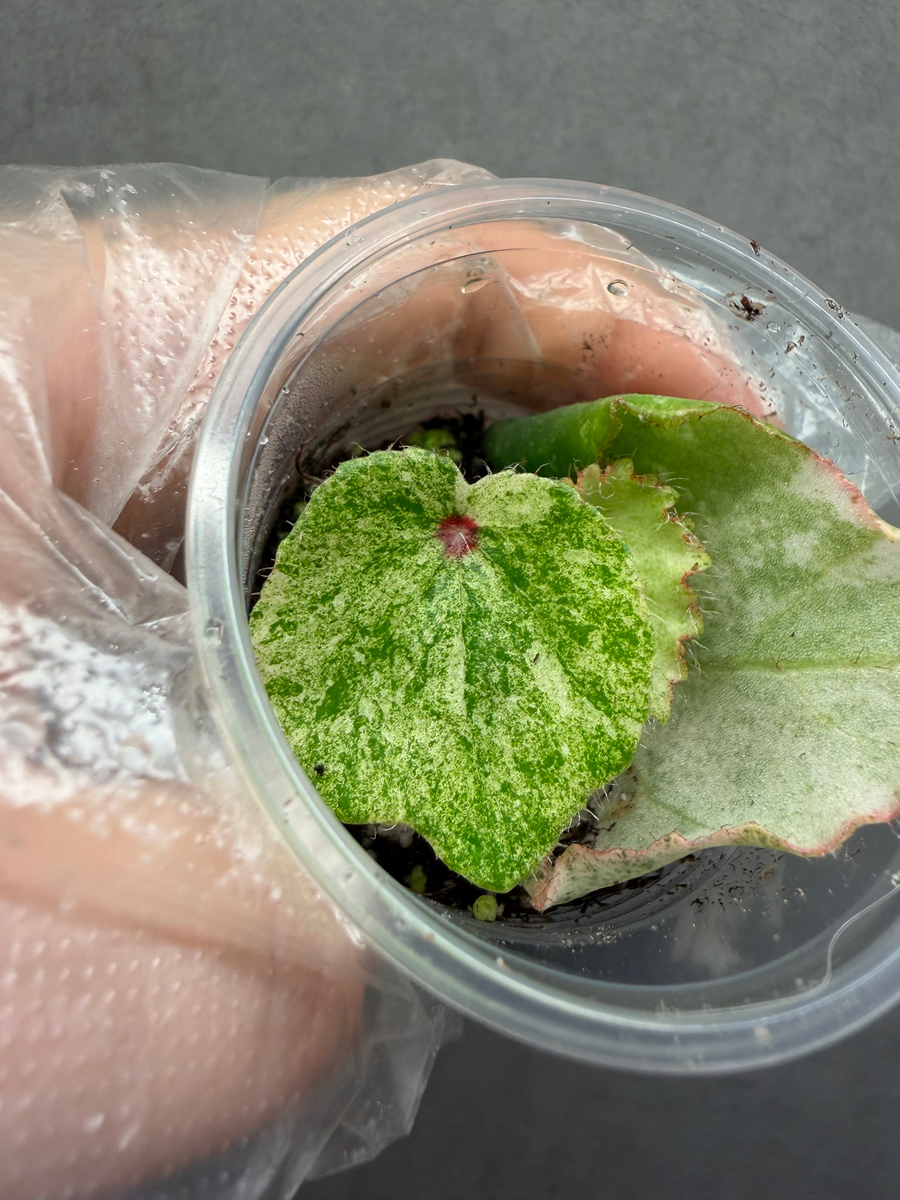 🌿 Begonia 'Rouge' Variegated – Toronto Rare Plants