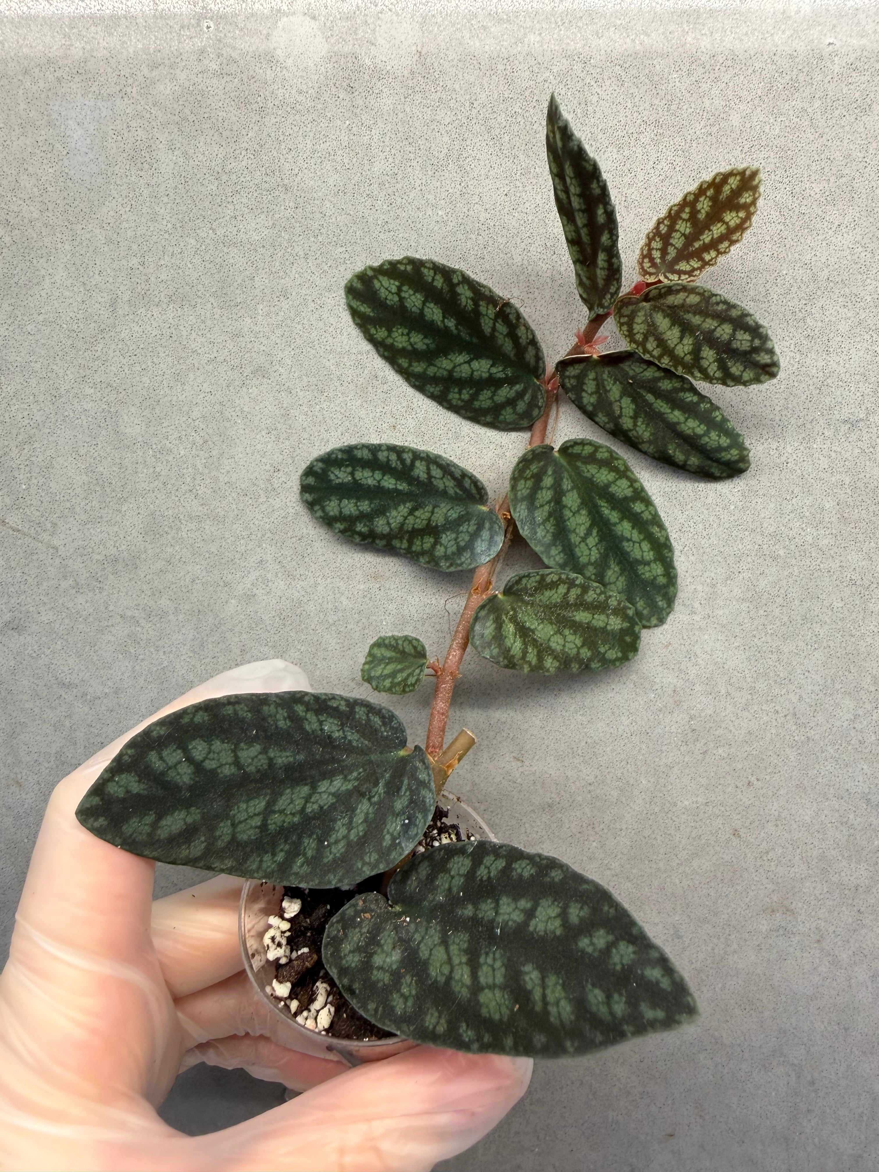 Pellonia Pulchra – Toronto Rare Plants
